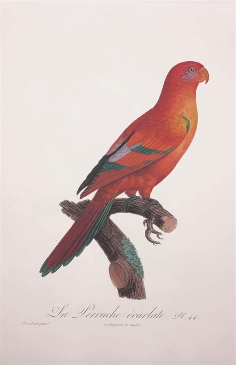 Giclees Jacques Barraband