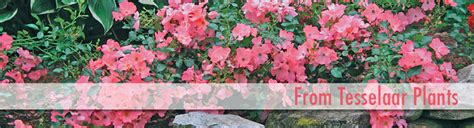 Tesselaar Plants