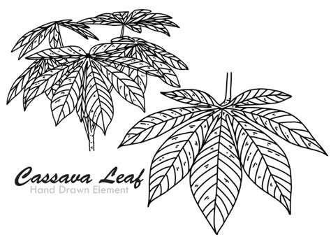 Cassava Leave Over 16 Royalty Free Licensable Stock Illustrations