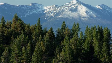 Defend Our Forests From Logging Projects