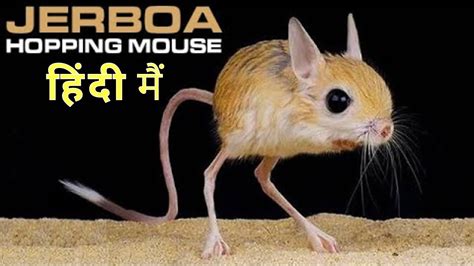 Baluchistan Pygmy Jerboa Ek Anokhi Prajati Deserts Hopping Mouse