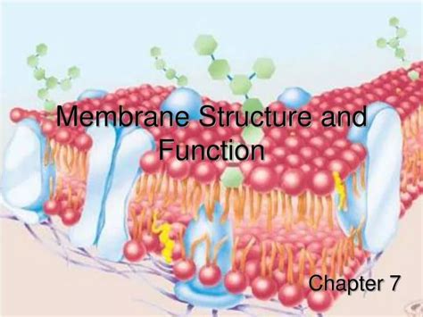 PPT Membrane Structure And Function PowerPoint Presentation Free Download ID 825867