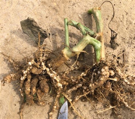 Controlling Root Knot Nematode In New Jersey — Plant And Pest Advisory