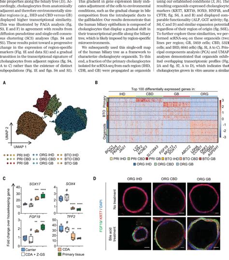 Cholangiocyte Organoid Identity Is Controlled By Niche Stimuli A Download Scientific Diagram