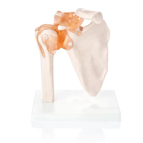 Human Shoulder Joint Model With Flexible Ligaments Homosapiens