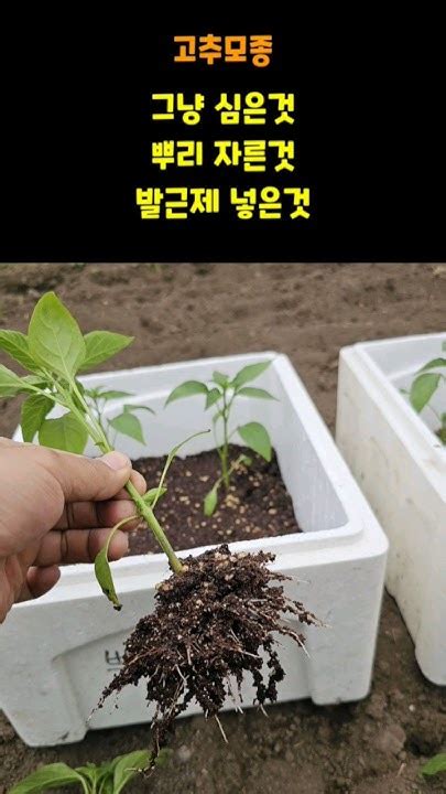 고추모종 이렇게 심으면 활착이 빠르고 고추 수확 빨리하고 다수확합니다 고추심는시기 Youtube