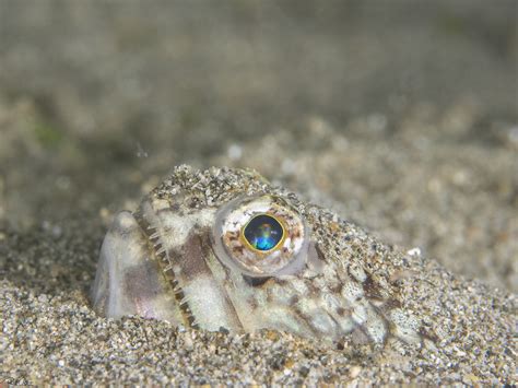 Painted Grinner Trachinocephalus Trachinus Marine Life Identification