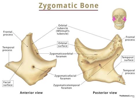Forms Anterior Portion Of Zygomatic Arch At Daniel Hodges Blog