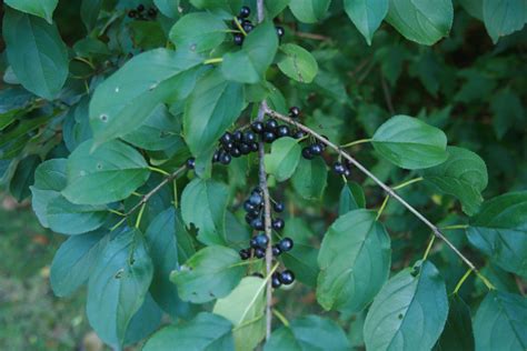 Common And Glossy Buckthorns Wisconsin Horticulture