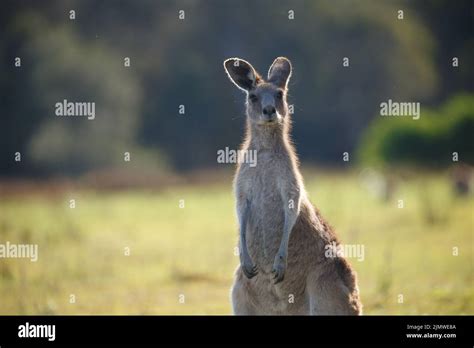 Eastern Grey Kangaroo Macropus Giganteus In Open Grassy Field Stock
