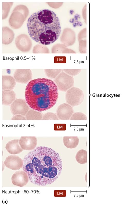 Granulocytes Diagram Quizlet