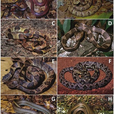 A Corallus Cropanii B C Hortulanus C Chironius Bicarinatus Photo