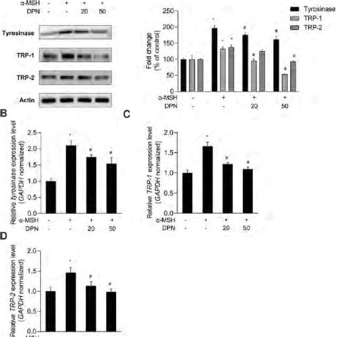 Cell Viability Of B16f10 Melanoma Cells After Treatment With Dpn A