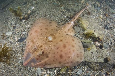 Smooth Skate Malacoraja Senta