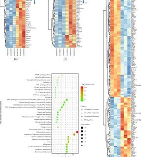 Identified DEGs In GSE Dataset And Gene Function Enrichment Download Scientific Diagram