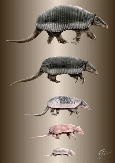 Giant Armadillos Are Dedicated Mothers De Gruyter Conversations