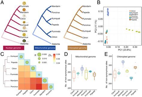 Pan Mitogenomics Reveals The Genetic Basis Of Cytonuclear Conflicts In