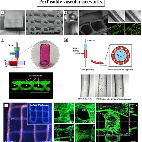 Different Extrusion Based Approaches For Bioprinting Cellularized Download Scientific Diagram