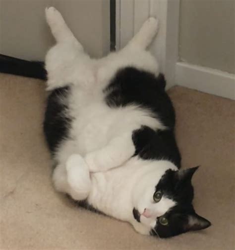 Chonky Girl Gone Wild Album On Imgur