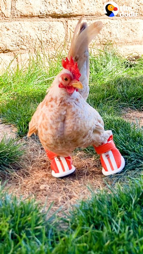 Rescue Chicken Learns To Walk By Wearing Shoes — And Now He Has Over 30