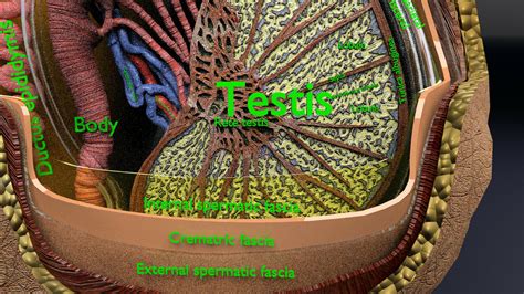 Stl File Testis With Covering Layers 3d Model・3d Printer Design To Download・cults