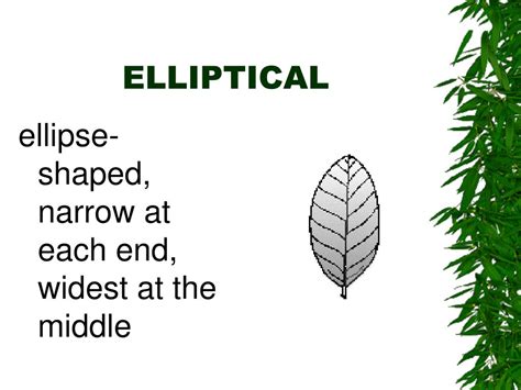 Ppt Leaf Shapes Powerpoint Presentation Free Download Id286575