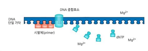 중합효소연쇄반응pcr 원리 및 기법 네이버 블로그