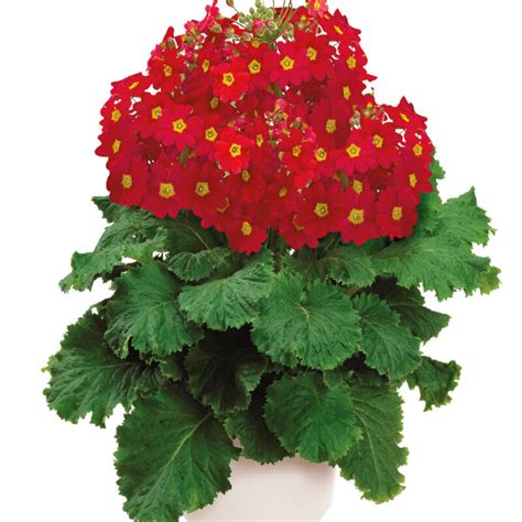 Prima Sakata Ornamentals