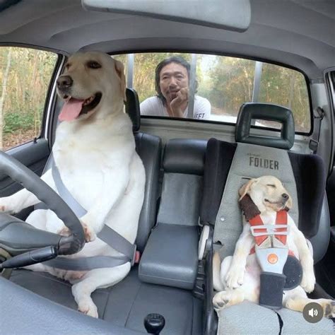 230 Goofy Animals Ideas In 2025 Silly Animals Funny Animals Cute