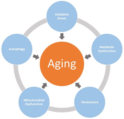 Attenuation Of Aging Related Oxidative Stress Pathways By