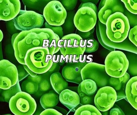 Top 5 Bacillus Species for Plant Growth Promotion - HYGROZYME