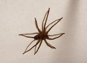 Huntsman Spiders Explained Identification Control And Safety