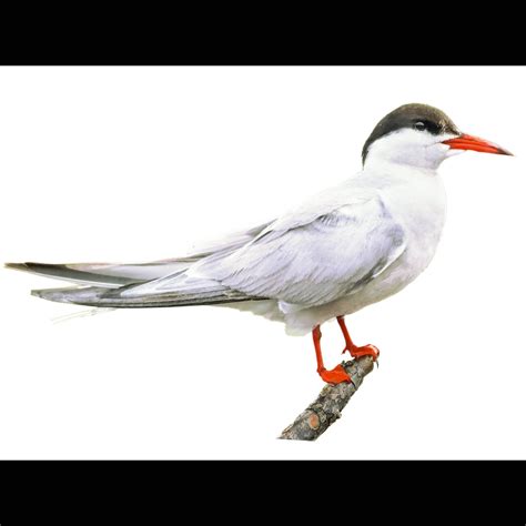 Common Tern Sterna Hirundo Identification Birda