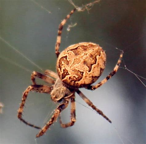 Orb Weavers Archives Spiderzrule