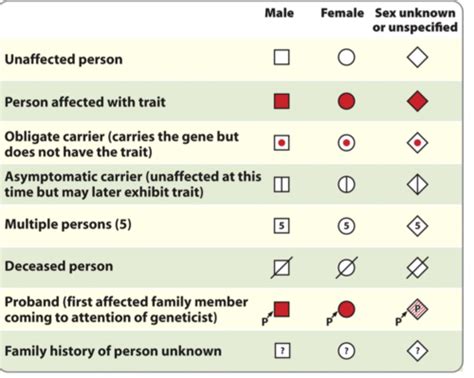 Pedigree Analysis Flashcards Quizlet