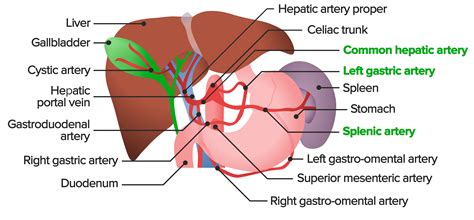 Anatomy Of Liver And Gallbladder