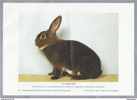 Castor Rex Rabbit