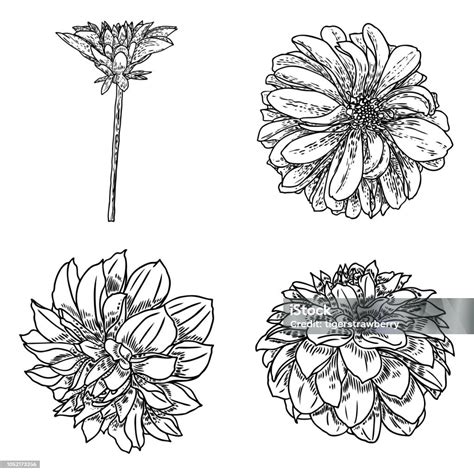 꽃을 설정합니다 식물 달리아 백 일초 그림 여름 디자인 요소 손으로 그린 꽃과 허브의 흑인과 백인 컬렉션 흰색 바탕에 격리 합니다 벡터입니다 0명에 대한 스톡 벡터 아트 및