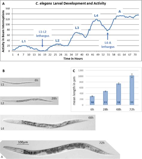 A Approximately 900 Synchronized C Elegans Per Well Were Assessed By