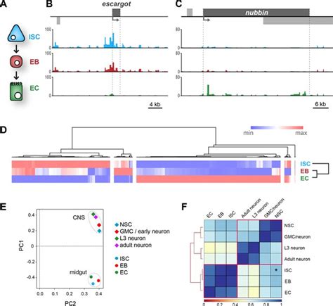 Catada Reveals Global Remodelling Of Chromatin Accessibility During