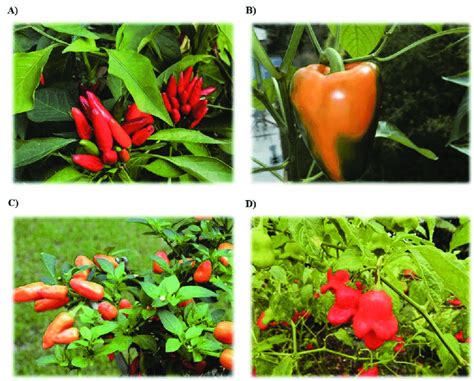 Some Of The Major Cultivated Pepper Species A Capsicum Frutescens