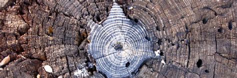 40 Natural Tree Stump Texture To Spice Up Your Design Naldz Graphics