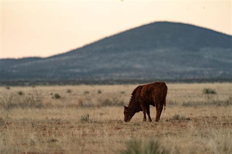 Cattle Ranchers Combat Drought