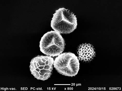 マンネンスギの胞子