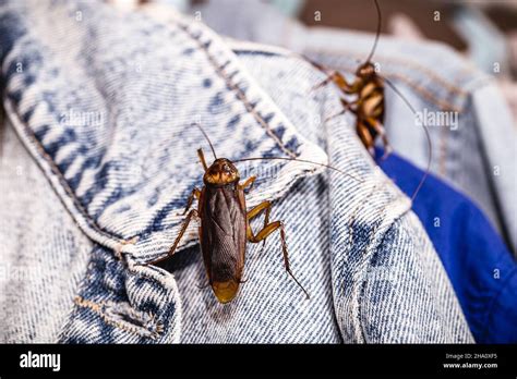Cockroaches Inside The Wardrobe Gnawing Clothes Insects In The House