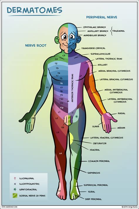 Head Shingles Nerve Pathways Diagram