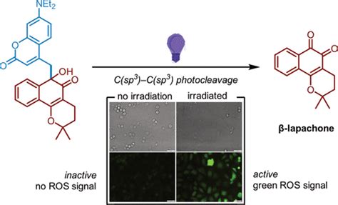 Photo Uncaging By C Sp3 C Sp3 Bond Cleavage Restores β Lapachone