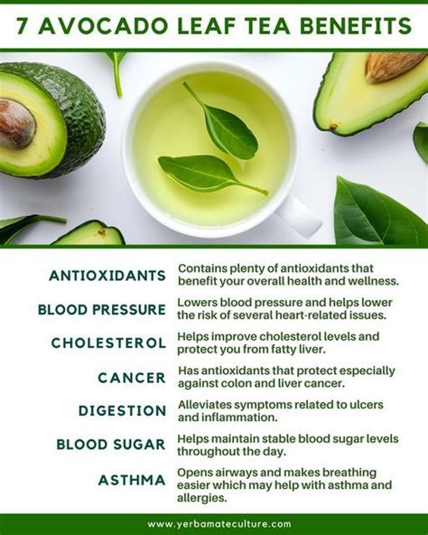 Avocado Leaf Tea Benefits Avocado Tea Benefits Avocado Leaves