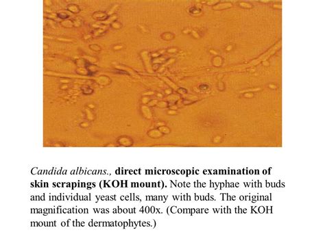 Prof Khaled H Abu Elteen Ppt Video Online Download