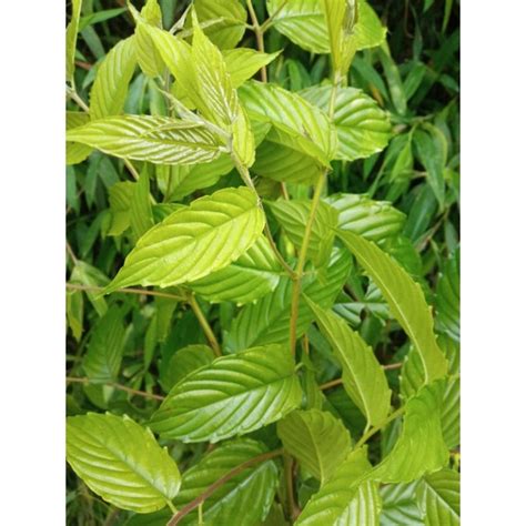 Jual Daun Pohon Afrika Sobsis 500grm Shopee Indonesia